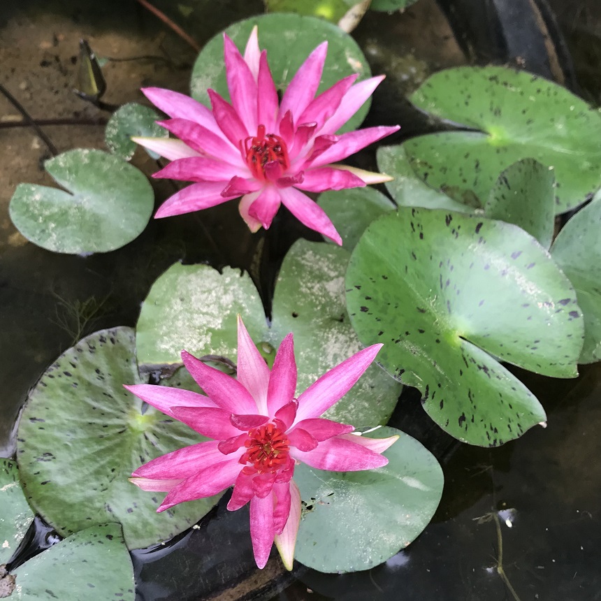 waterlily red spider – Minnesota Water Garden Society